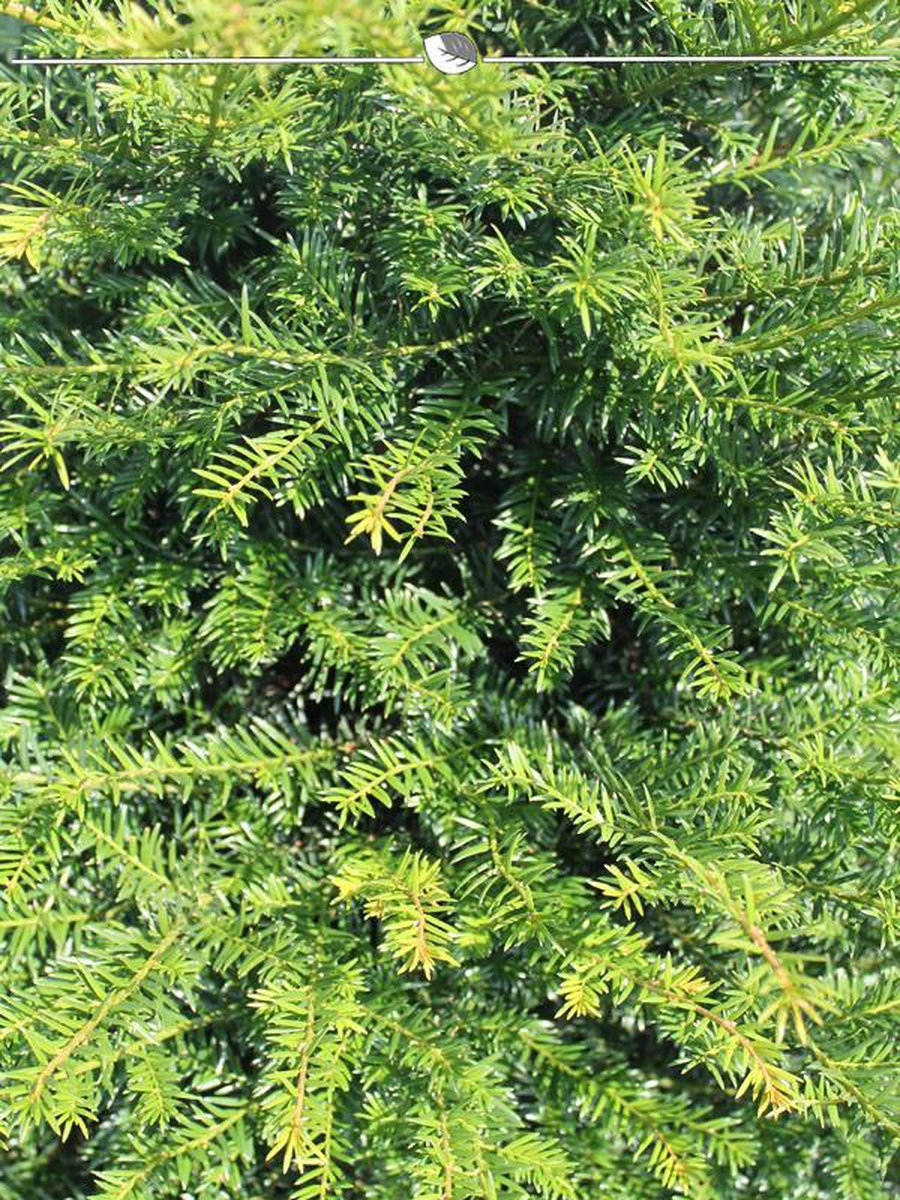 Venijnboom Taxus baccata 140-160 cm, 100x haagplant, incl. bezorging ...