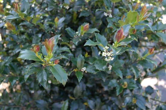 Ilex meserveae 'blue prince' 40-60 cm | bol