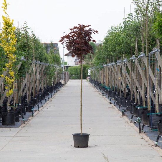 Rode bol esdoorn - Acer pl. 'Crimson Centry’ 150 cm stamhoogte (3 - 6 ...
