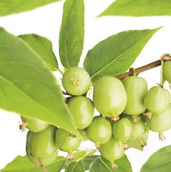Actinidia arguta Issai | bol.com