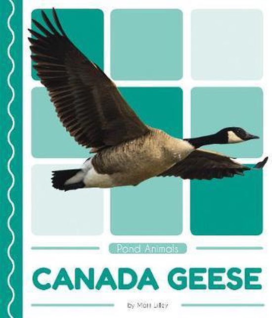 Canada Geese, Matt Lilley | 9781641855761 | Boeken | bol.com