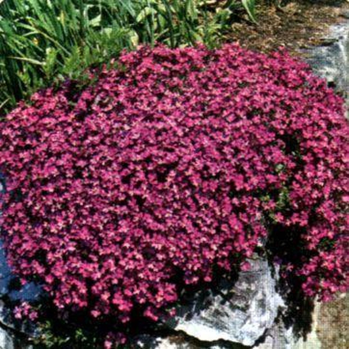 6 x Aubrieta 'Cascade Red' - Aubriète 'Cascade Red godet 9cm x 9cm ...
