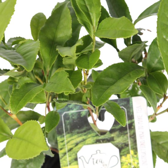 Thee Plant / Theeplant / Camellia sinensis | bol