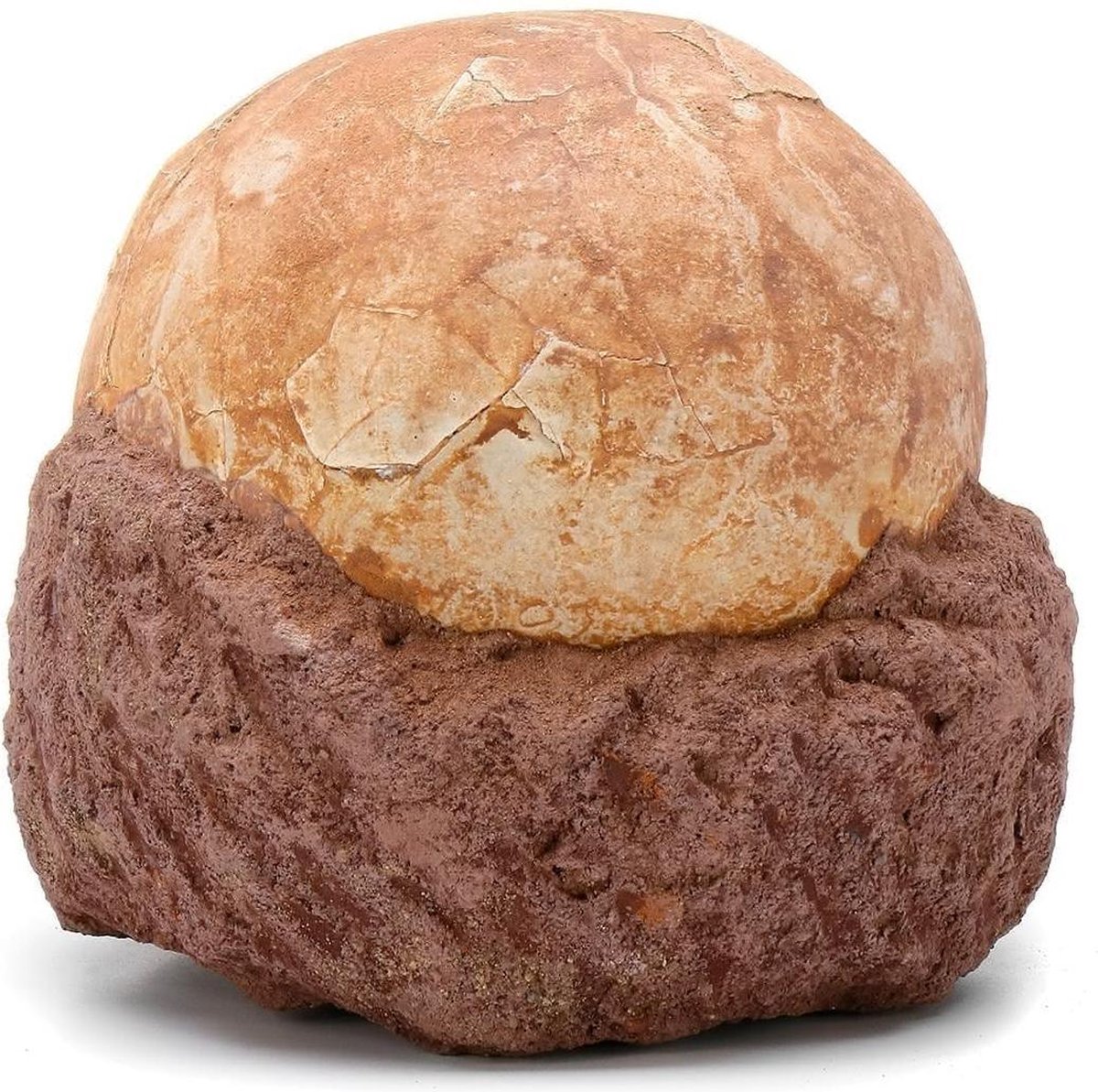 Segnosaur Dinosaur Egg Simulation Fossil Fossilized Jurassic Cretaceous ...