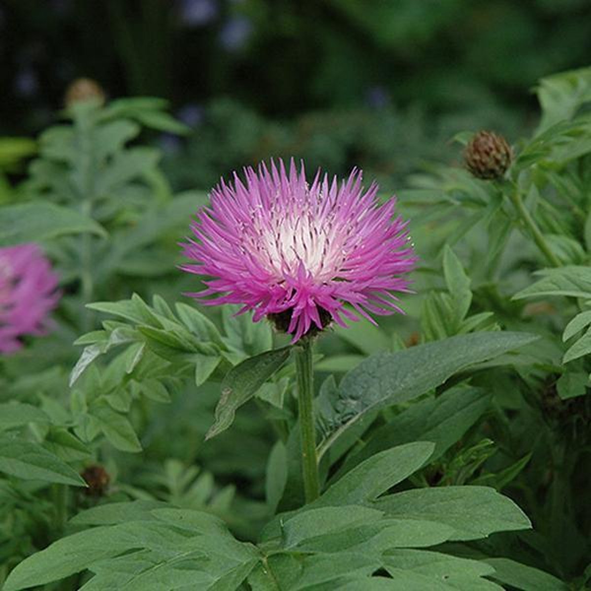 6 x Centaurea Dealbata - Centaurée rose godet 9cm x 9cm | bol.com