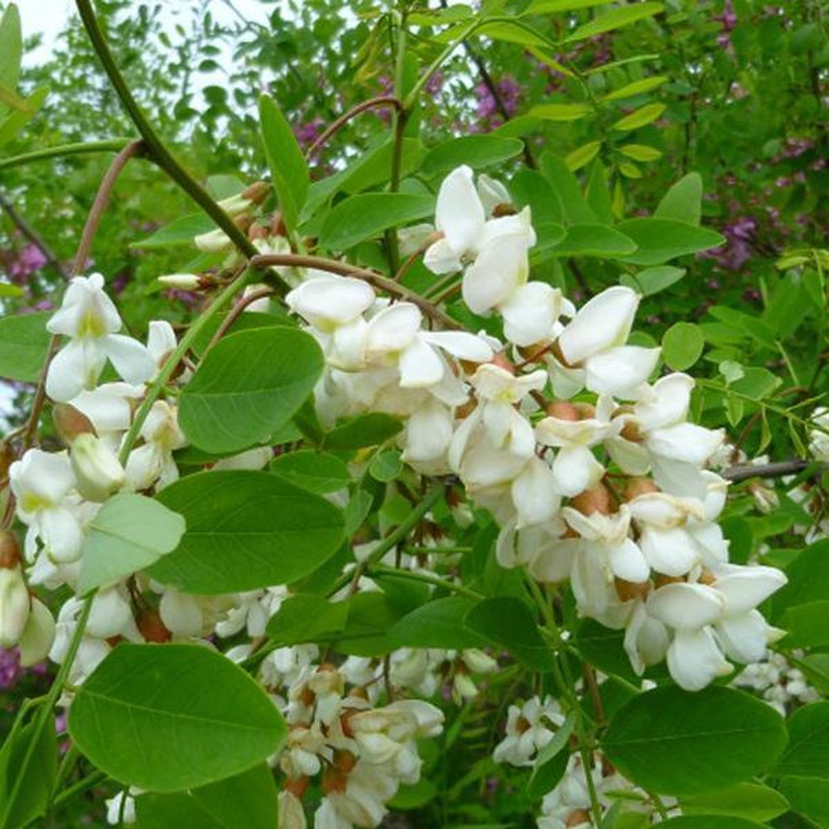 Robinia Pseudoacacia 'Bessoniana' - Robinier faux acacia - Arbre Tige 8 ...