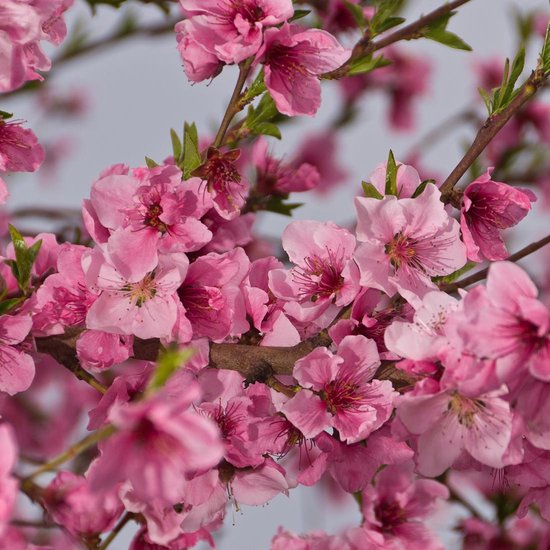 Prunus Nucipersica - Nectarine boom Halfstam blote wortel | bol
