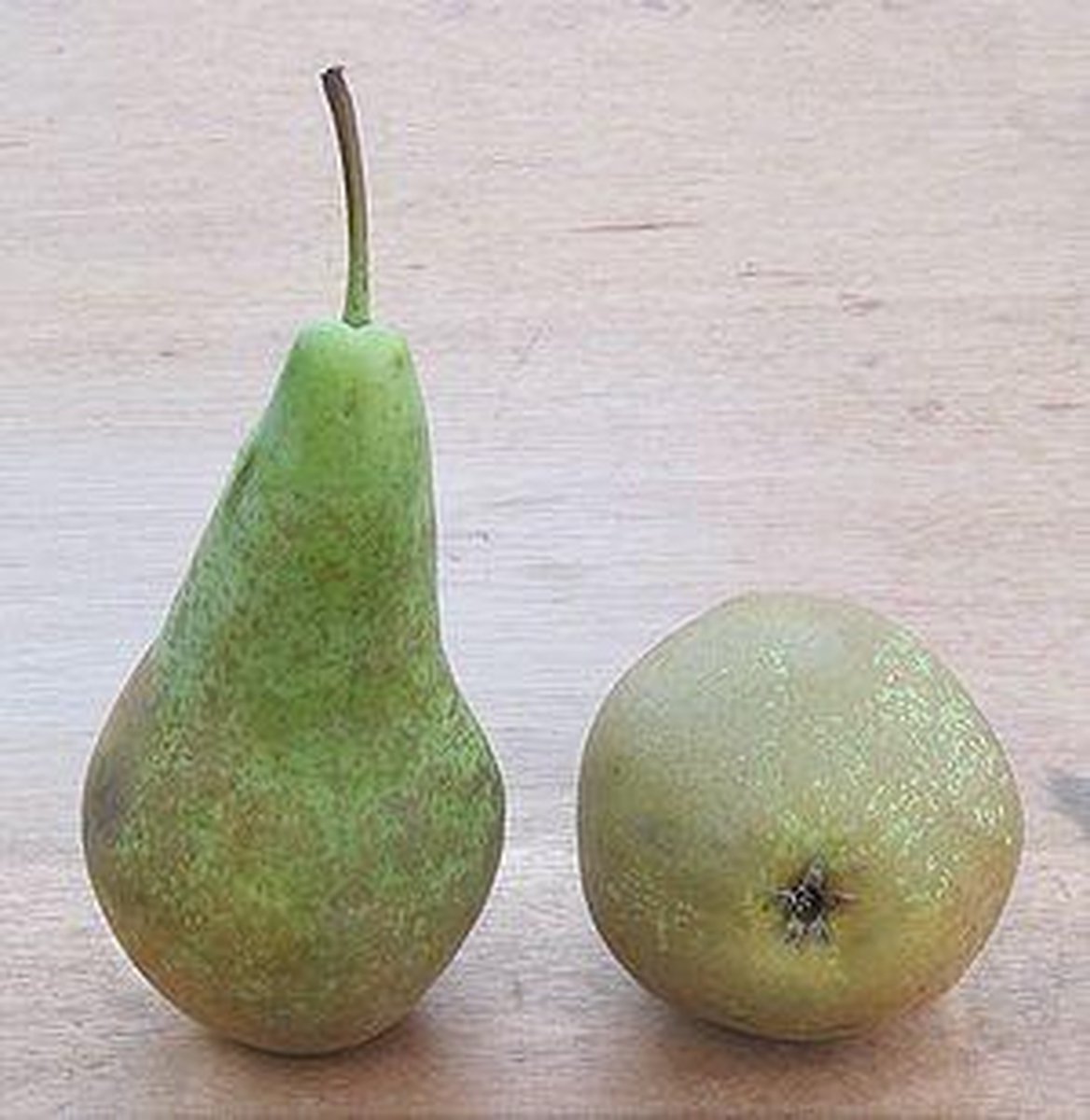 PYRUS COMMUNIS 'COMTESSE DE PARIS' - Peer Boom halfstam blote wortel ...