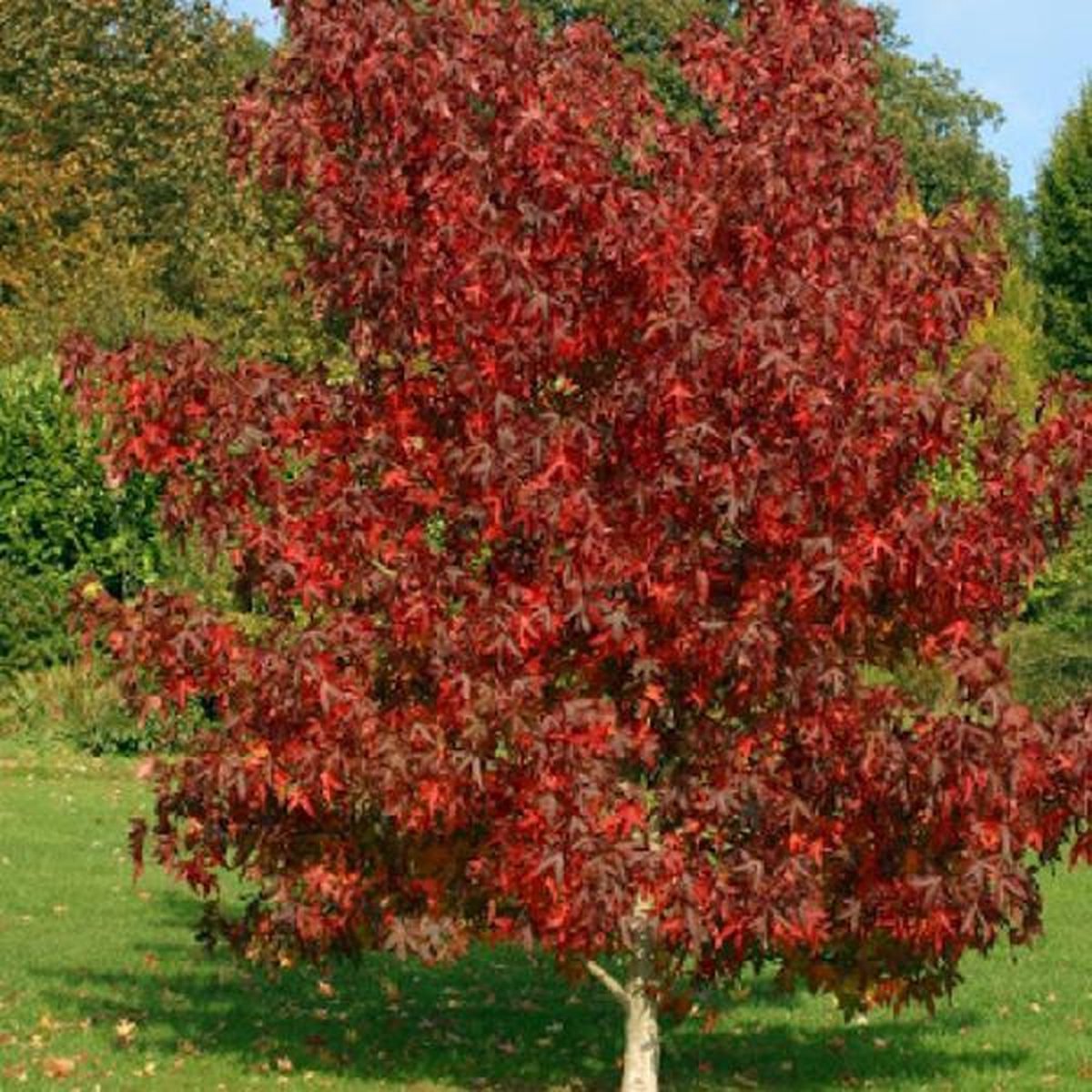 Liquidambar Styraciflua 'Lane Roberts' - Amberboom - 150-175 cm pot | bol.com
