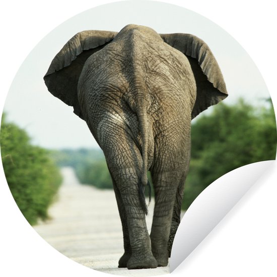 WallCircle - Muurstickers - Behangcirkel - Olifant - Pad - Dieren - Natuur - 100x100... | bol