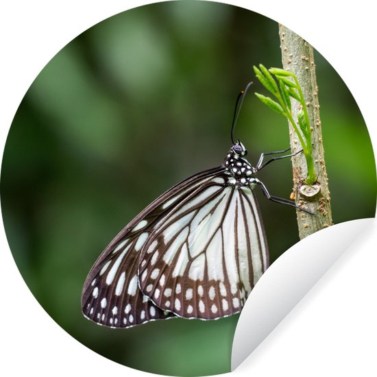 Vlinder wit en zwart Aluminium XXL | bol.com