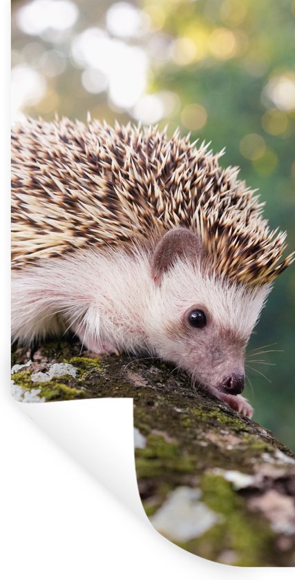 Muurstickers - Sticker Folie - Baby - Egel - Boom - 40x80 cm ...