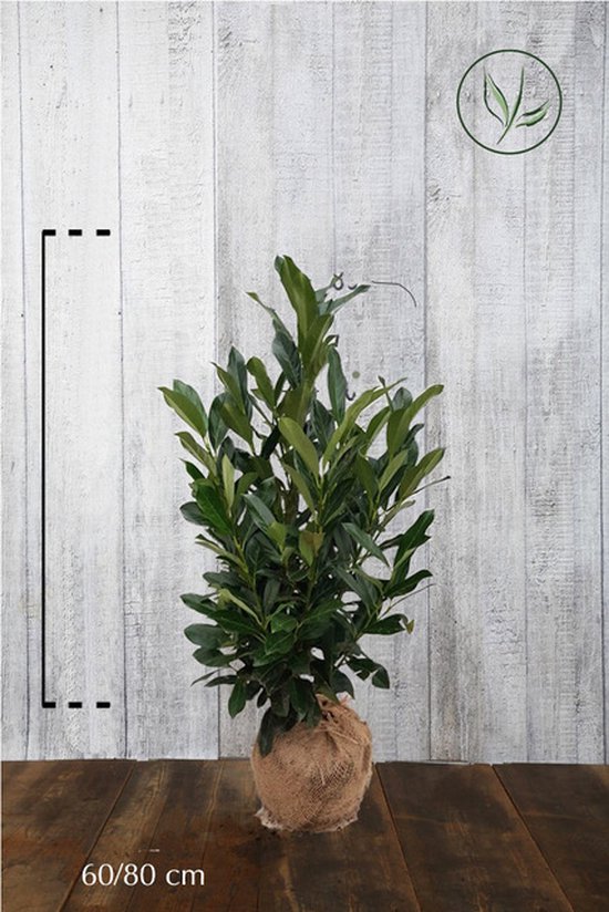 Set van 10 | Laurier ‘Elly’ Kluit 60-80 cm - Wintergroen - Zeer ...