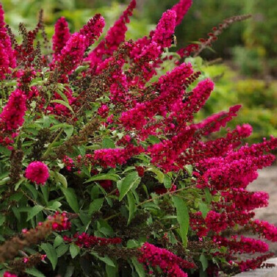 Buddleja Vlinderstruik 'Davidii Royal Red' - Rood, Meerjarig en ...