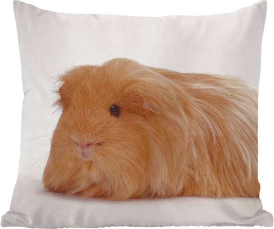 Sheltie cavia | bol.com