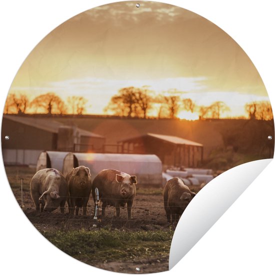 Garden Circle Farm - Soleil - Cochon - 90x90 cm - Affiche de Jardin ...