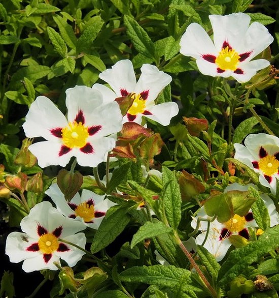 Cistus dansereaui 'Decumbens' - Cistusroos - 15 cm - Pot 3 liter | bol.com