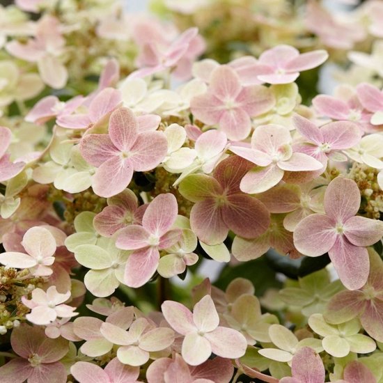 Hydrangea paniculata 'Switch Ophelia' - Pluimhortensia - Planthoogte ...