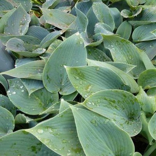3x Hosta tardiflora ‘Halcyon’ - Hartlelie - Pot 9x9 cm | bol