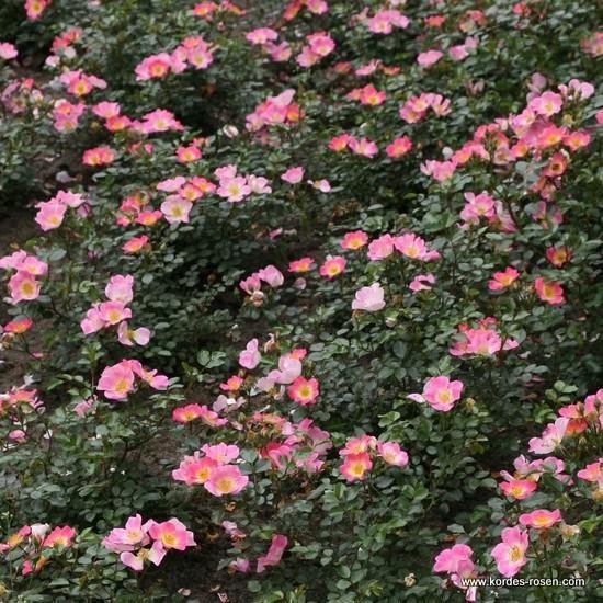 1x Rosa 'Topolina' - KORDES - Kordes Nectarroos - Plant-o-fix C2 | bol