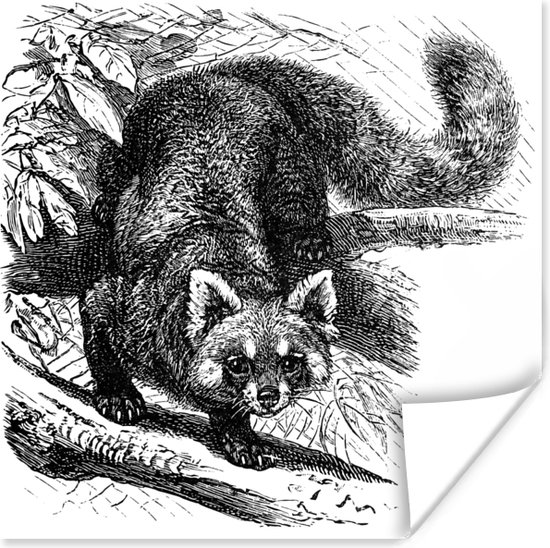 Une illustration antique du poster panda roux 75x75 cm - Tirage photo ...