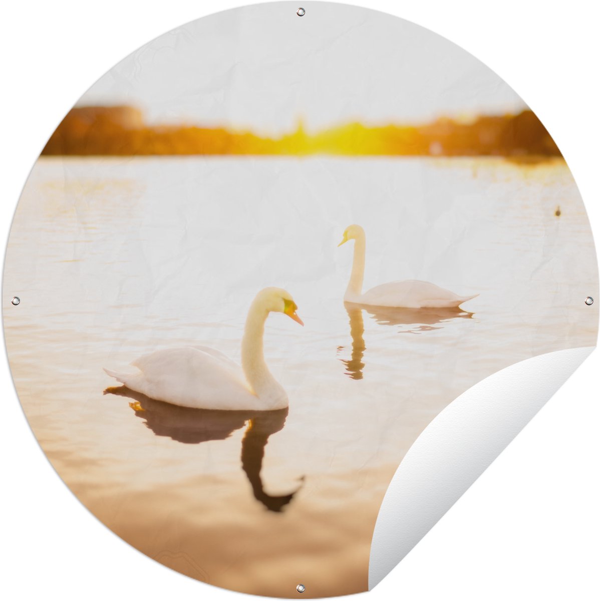 Affiche de jardin autour de Swan sunset - Deux cygnes nageant dans l ...