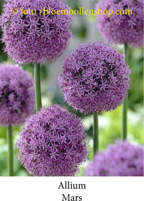 allium Mars 5 bollen maat 18/+ | bol