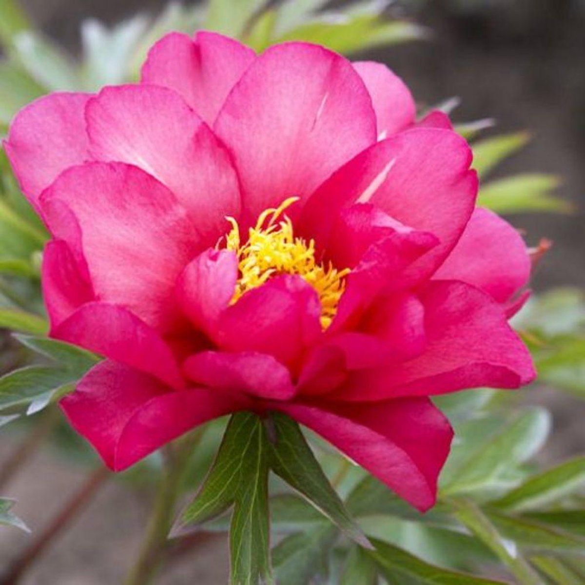 Pioenroos Julia Rose (ITOH Peaonia). Sterke, meerjarige vaste plant ...