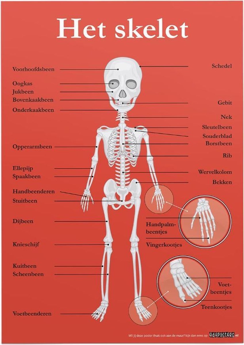 Educatieve poster (Forex) - Biologie het skelet - 30 x 40 cm | bol.com