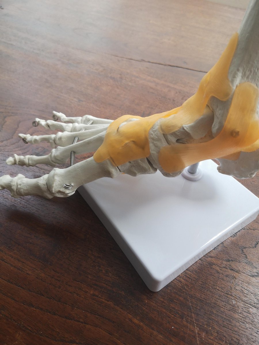 Anatomie skelet voet anatomisch model | bol