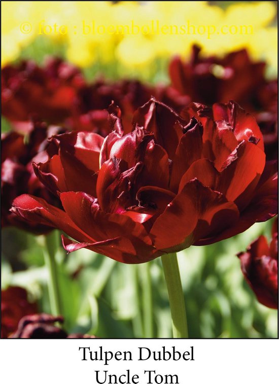 tulp Uncle Tom 25 bollen maat 12/+ tulpen - bloembollen- tulpenbollen ...