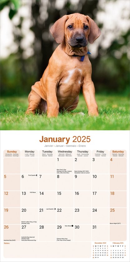 Rhodesian Ridgeback Kalender 2025 | bol