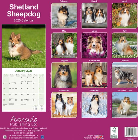 Sheltie - Shetland Sheepdog Kalender 2025 | bol