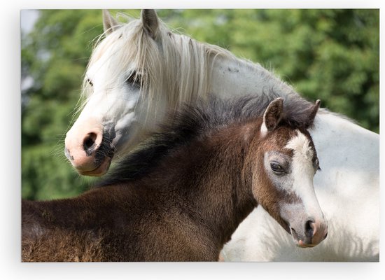 Paardenfoto met veulen - Liefdevolle paarden fotos - A3 formaat | bol