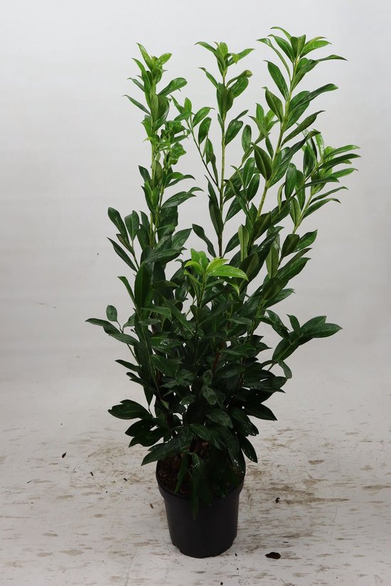 Laurier 'Caucasica' 100-125 cm (in pot) - Prunus l. 'Caucasica' - Ø26 ...