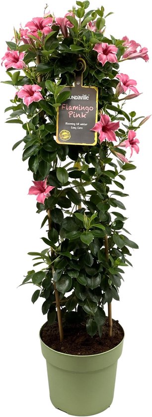 Mandevilla Sundaville Flamingo, Trompetbloemige Klimplant, Kleur Roze ...