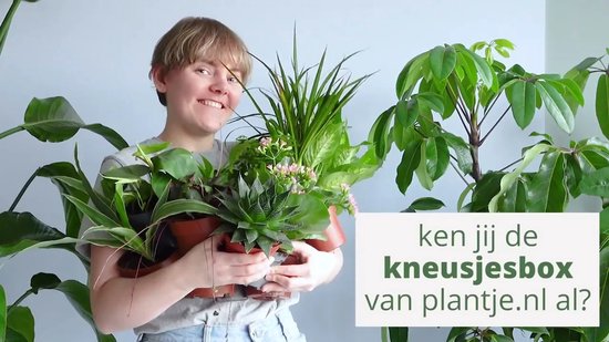 Plantje.nl Groene Kneusjes Box - Kamerplanten cadeau - 8 tot 12 planten ...