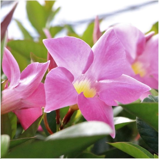 Set van 6 Mandevilla, Trompetbloemige Klimplant, Kleur rose ...