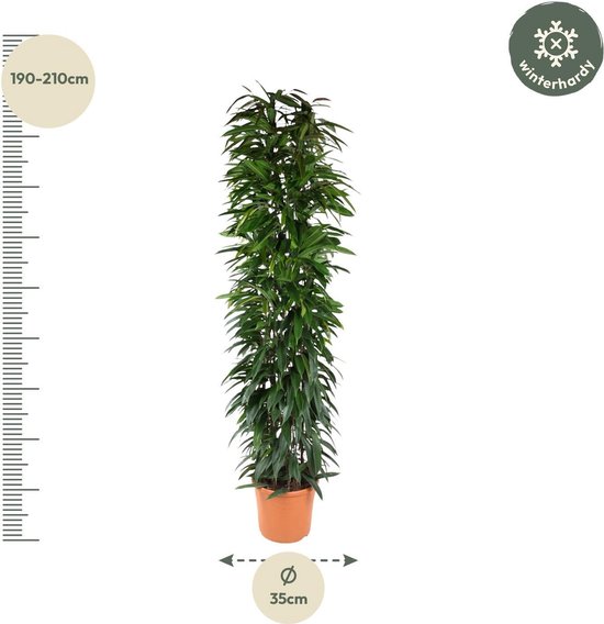 Ficus Alii King zuil - 200 cm - ø35 | bol