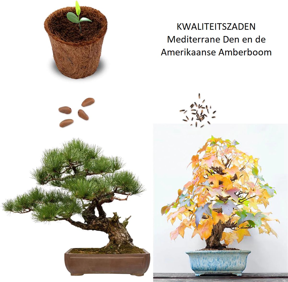 Happy Seed Bonsai starter kit - Mediterrane den en de Amerikaanse amberboom -... | bol
