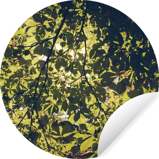 WallCircle - Muurstickers - Behangcirkel - Bladeren - Natuur - Boom ...