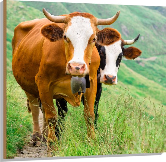 Hout - Twee Koeien met Horens in Begroeid Landschap - 100x100 cm - 9 mm ...