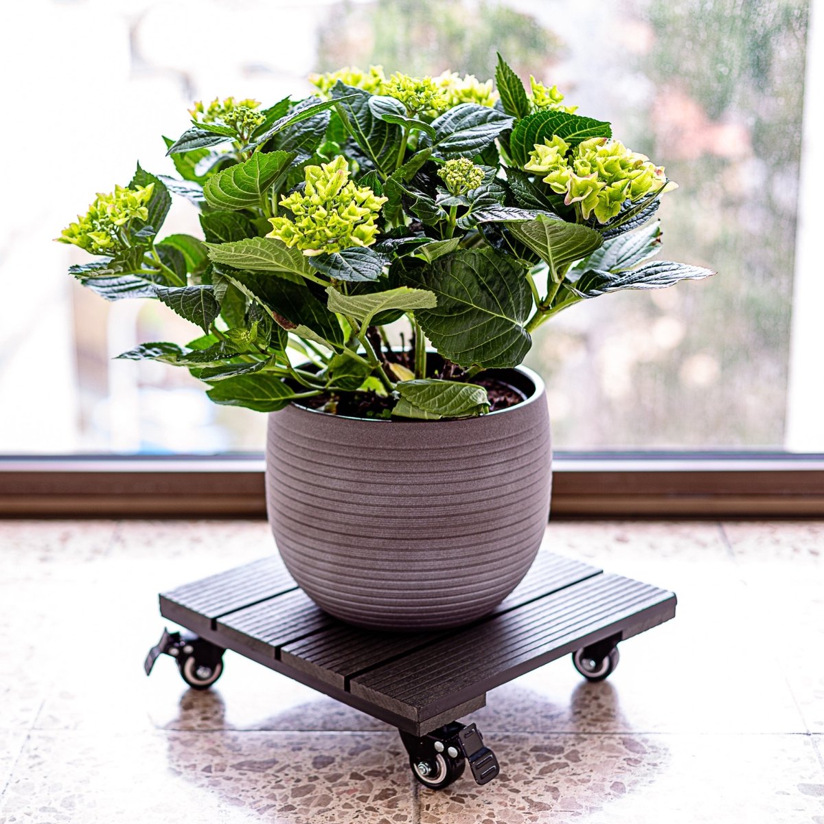 Plantentrolley op wieltjes - Plantentrolley - Plantenroller ...