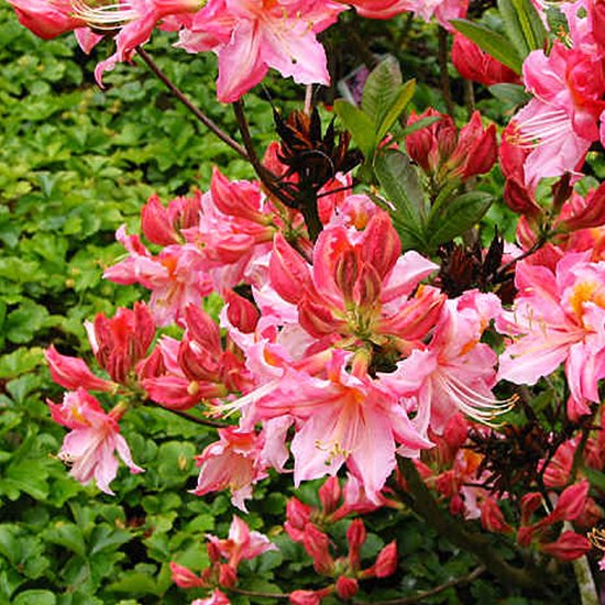 Azalea knaphill 'Roze' - 40-50 cm | bol