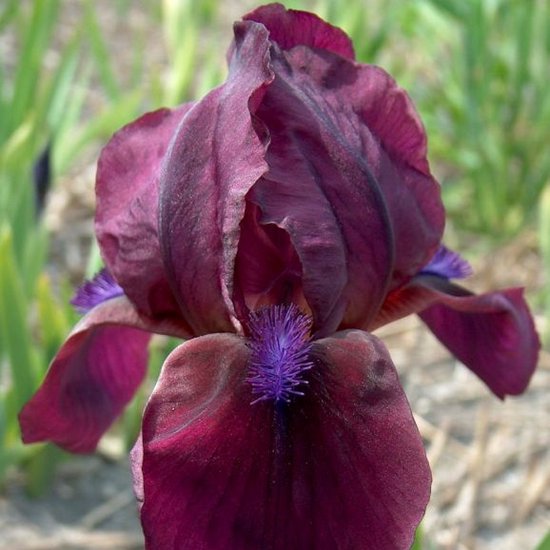 6x Dwergbaardiris - Iris Pumila ‘Cherry Garden’ - Pot 9x9cm | bol