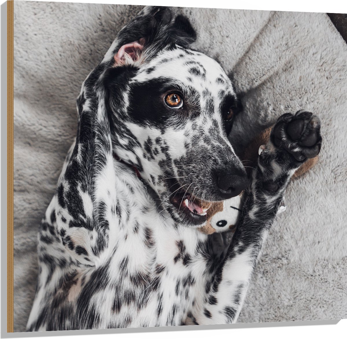 Hout - Blijkijkende Dalmatiër Hond op Rug - 100x100 cm - 9 mm dik ...