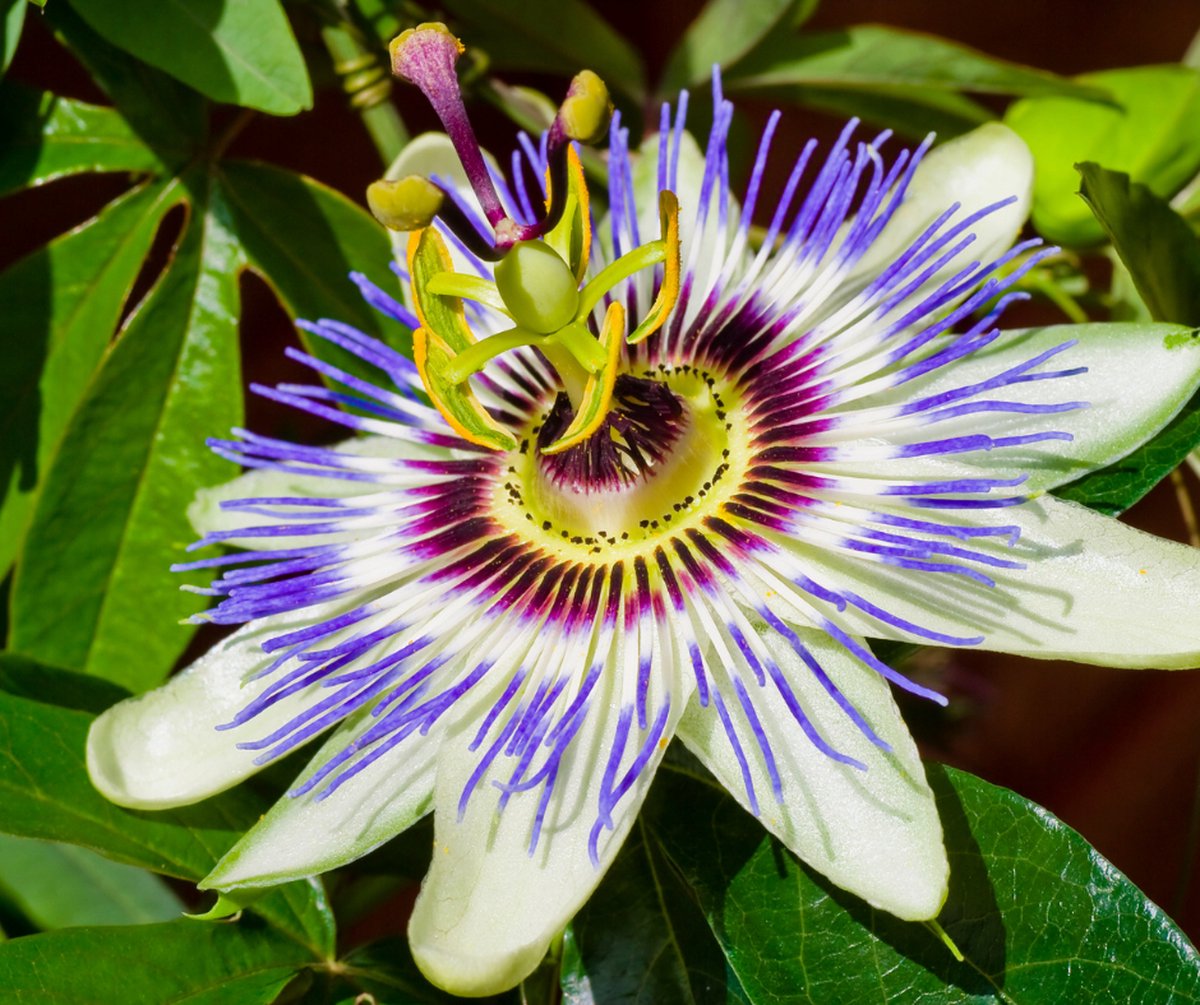 Zaden - Zomerbloeiers - Groente & Fruit - Passiebloem - 5 zakjes | bol.com