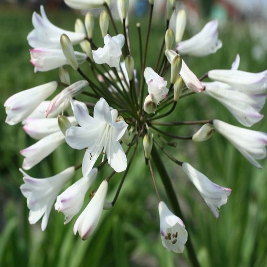 6x Tuberoos - Agapanthus africanus ‘Albidus’ - Pot 9x9cm | bol