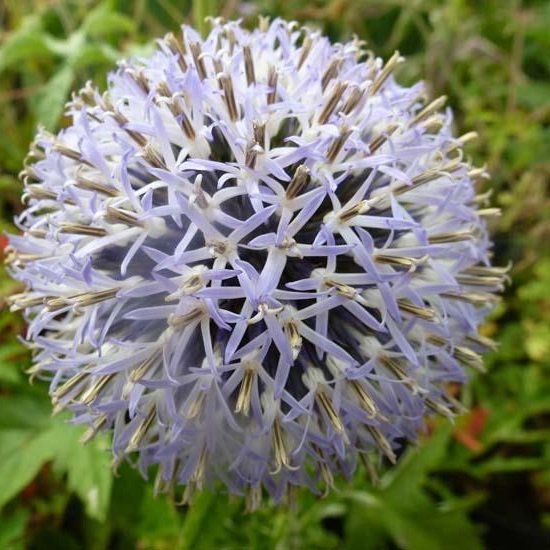 6x Kogeldistel - Echinops bannaticus ‘Taplow Blue’ - Pot 9x9cm | bol