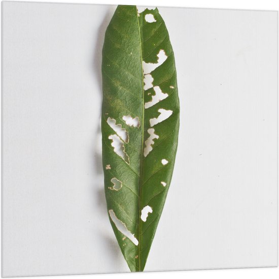 Vlag - Groen Blad met Witte Gaten in het Blad - 100x100 cm Foto op ...